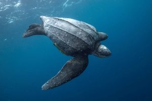 The Leatherback Sea Turtle: A Gentle Giant of the Ocean - Club Pitbull ...